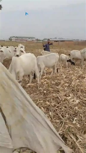 NASHEHU (@ibrahim.yusuf6937)’s videos with Dj Yk Mule Northerners makosa - okiki💐🌹