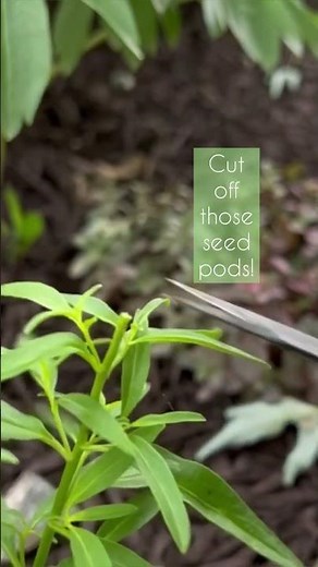 Deadheading Snapdragons for More Blooms (Update!) 🌱 Crochet, Garden, Repeat