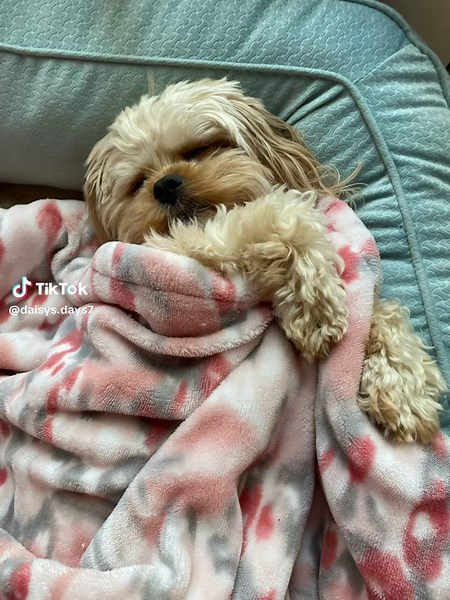 puppy.named.daisy on TikTok