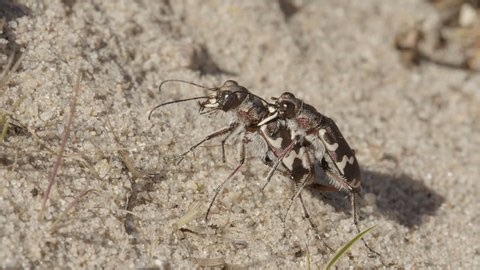 clip-3998814861-tiger-beetle-mating-cicindela-hybrida-insects