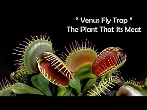 How does a Venus fly trap work