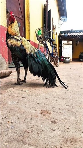 Long Tail Black Fighter Aseel Murga #blackfighter #aseelmurga #roosterfarm #birds #reels #shorts