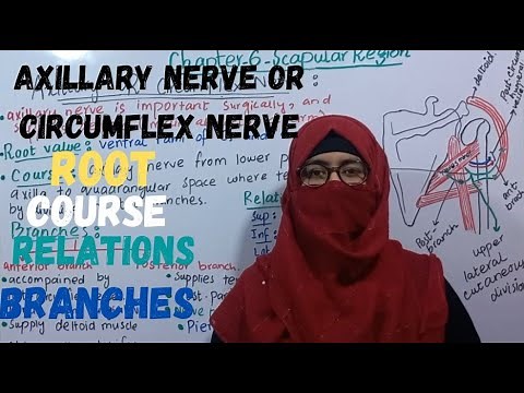 Anatomy of axillary nerve or circumflex nerve | root | course | relations | branches