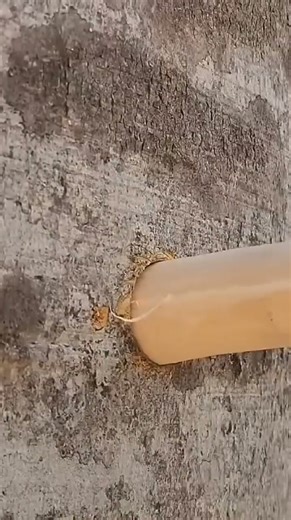 installing wood as a ladder on a tree to make it easier to climb it