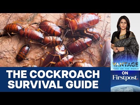 How to Conquer the World: Cockroach Survival Guide | Vantage with Palki Sharma
