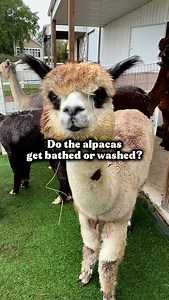 🦙Did you know the alpacas don’t need baths? Washing their fleece could cause it to felt and make them too warm. Nature’s perfect design keeps them cozy and clean🫧 ➡️Make sure you’re following us for more farm content! Every single like, share, and comment helps the farm and all the animals. #eagleeyefarm #alpaca #Wisconsinfarm #animals #animallovers #alpacas #agriculture #farmlife #farmlife #alpacasofinstagram | Eagle Eye Farm