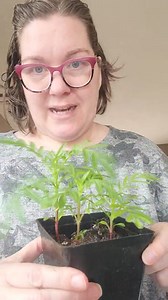GARDENING TIP: Pinching seedlings I have started plants indoors on a small scale for years. I never did much other than watch them grow ;) This year I am trying to learn as much as possible to grow strong, well producing plants. I pinched my Marigolds and watch this clip to see the difference in just 1 week. My pepper plants will be next to pinch back, probably next week. I will share this with you too. Herbs are a great example of how pinching works, not only now, but during the growing season.
