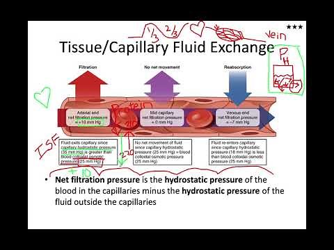 Filtration and Absorption in the Capillaries