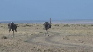Pretty in Pink This male ostrich is in full plumage with a very pink neck and legs. This change is to attract a female ostrich to mate. Meanwhile, David and Peter contemplate how they wouldn't be able to finish a single ostrich drumstick. Oi vey! Drive: 27 August Become an Explorer and enjoy every Safari with no adverts and no interruptions. To find out more, visit https://wildearth.tv/explorers/. For All our viewers, you can now watch our 24/7 on the WE channels and app. Go to wildearth. tv/cha