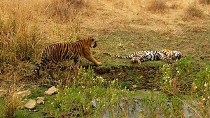 5.9M views · 46K reactions | Two tiger sisters have outgrown the turf they share. One has ambitions to make it hers alone. #AnimalFightNight | National Geographic Animals | Facebook