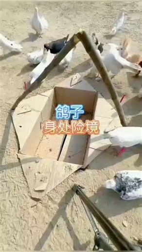 The Ultimate Guide to Birds Catching Insects #birds #birdmaster #hunting #funny #catchingpigeon