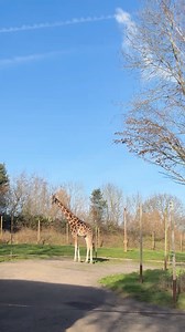 Did you know that we offer Giraffe Sneak Peeks during Zootastic?🤩 You can wave hello and marvel at a tower of majestic Rothschild giraffes!🦒 Just follow the signs around the Resort to make your way to our viewing area or use our handy app to guide you📱 Don’t miss out on this unforgettable experience - head to this link to book your Zootastic tickets now👉https://chessington-world-of-adventures.visitlink.me/0lxxw2 | Chessington World of Adventures Resort