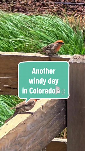 Another windy day today in Colorado 🌬🐦🐦‍⬛🐤 (No feeding visitors were harmed in the making of this video 🫶🐦‍⬛) #birdsoftiktok #birdfeeder #birdfeedertok #birdwatching #windy #funnybirds #colorado #backyardbirds #birdsofcolorado #fyp #fypシ゚viral