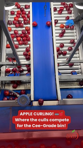 Who knew sorting apples could turn into a full-on curling match? 🥌😂 These apples didn’t make the pack… but they are absolutely nailing their form as they glide down the conveyor to the Cee-grade bin. We’re calling it: Cull Apple Curling is the next big sport of the Annapolis Valley. Should we start keeping score? 👀🍎😆 Drop a 🥌 if you’d watch Apple Curling Championships 2025! #ScotianGold #NovaScotiaApples #AppleSeason #AnnapolisValley #NSAgriculture #FarmLifeNS #AppleSorting #BehindTheScene