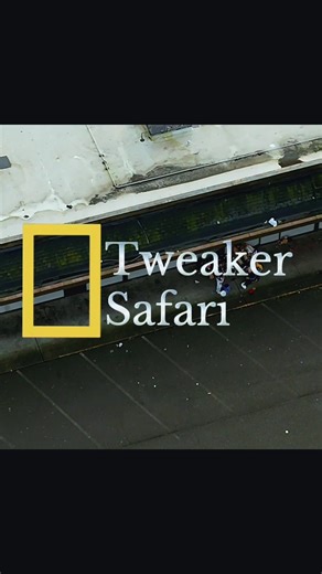 What is a group of tweakers called? #tweaker #Safari #spanaway #nationalgeographic #group