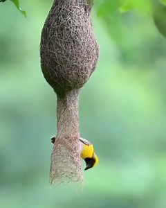 21K views · 362 reactions | Such incredible nest building!!  諸 ...