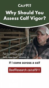 6.4K views · 28 reactions | Good calf vigor is a vital characteristic. Learn more: https://www.beefresearch.ca/blog/calf-911-vigor-scoring-video/ | Beef Cattle Research Council | Facebook