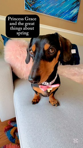 Princess Grace talks about all the good things she enjoys about spring #dachshundlife #doxielove #wienerdog #springiscoming #springvibes #doginfluencer #followmeonfacebookpage #likeandfollow #followmeoninstagram #princessdog #springfun #novascotia #stinks #welcomespring | Princess Grace, the Royal Dachshund