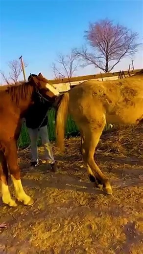 Best Horse Mare Compilation --- Video 135 --- #shorts#horse#horses#mare#equestrian