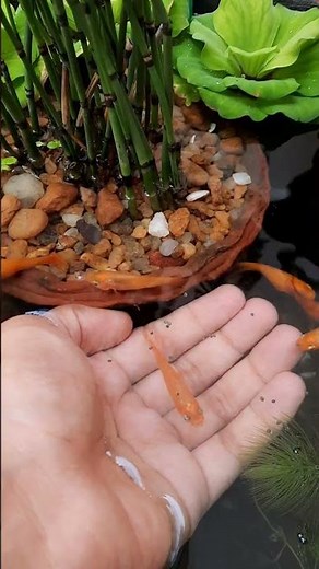 Fish Pond | Container Pond with water plants | Garden Pond | Molly Fish