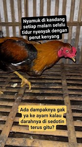 1M views · 3.4K reactions | Gini la efek kalau ayam gak pake lation anti nyamuk waktu tidur . . . . . . . #fyp #reelsvideoシ #reelschallenge #reelsfbシ #vidioviral #vidiolucu #fypageシ #monetisasi #monet #fb #fbreelsfypシ゚ #vifioviral #ayam #cuaca #ayambangkok | Tanto Salfanto | Facebook