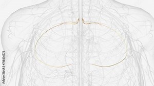 T3, T4, T5 are largely responsible for supplying the chest and the upper organs of the thoracic cavity .