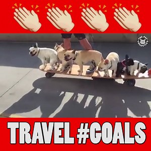 185K views · 7.7K reactions | Dogs would improve the work commute by 1000%. | The Pet Collective | Facebook