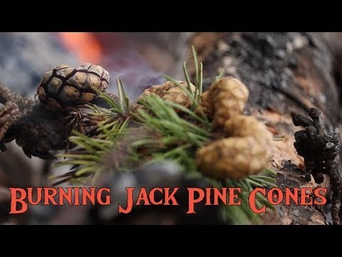 Summer Wildlifer Log - Burning Jack Pine Cones