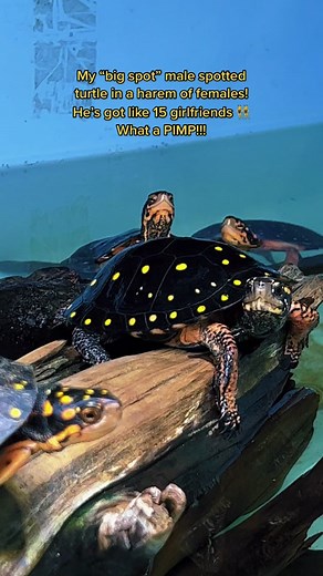 Show me a better looking spotted turtle I dare you! He’s the best individual I’ve ever seen! This male has huge spots! He’s packing the genetics for sure!!! 🧬 his first generation progeny show his traits! #stud #spottedturtle #endangeredspecies #protectedspecies #nativespecies #eastcoast #turtle #pet #rare #captivebreeding #pimp