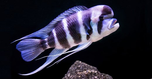 Types of Pet Fish That Live Long