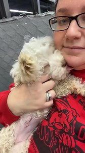 5.4K views · 397 reactions | Meet Sweet Pea, a 2.5 month old Cockapoo...