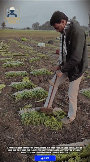 Harvest Spring Onions Quickly Using This Simple Tool! #toolmancrew #tools