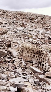 Rare Sighting! A snow leopard captured on camera in Ngari Prefecture, southwest China's Xizang Autonomous Region. Known as the "king of the snow mountains," the snow leopard is under first-class national protection in China. Don't miss this incredible glimpse into the wild! #snowleopard #xizang #wildChina #protection #ecology | Miss Panda