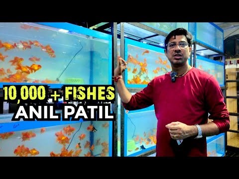 RELEASING 10000 OF GOLDFISH | ANGELFISH | ORNAMENTAL FISH FARM | ANIL PATIL | FISH FARMING BUSINESS