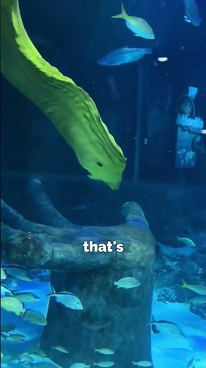 We dont know how eels reproduce