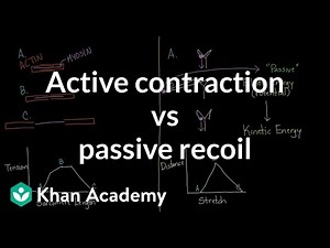 Active contraction vs. passive recoil | Circulatory system physiology | NCLEX-RN | Khan Academy