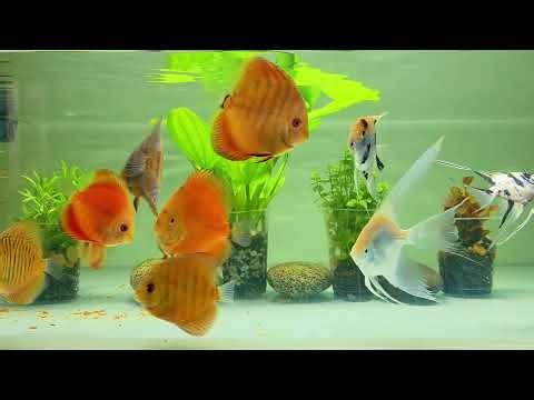 Discus Fish Live plants Aquarium