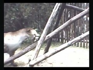 Extinct animals caught on camera (saber tooth tiger🐅)