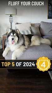 Coming in at number 4 of our Top 5 Viral Videos on 2024 is Koda giving giving zero Fs and doing doing whatever the fluff he wants! 🛋 There seems to be a trend of people loving to watch Koda misbehave, I'll make sure he does NOT get that memo 🤪 Follow @kiskaandkoda for more funny dog videos in 2025! 🫶 . . . . #ifdogscouldtalk #dogtrainingfail #talkingdog #doglife #huskylife #stubborndog #stubbornhusky #woolyhusky #huskiesofig #siberianhusky #fluffyhusky #ripcouch #dogmom #dogmomlife #dogvideos
