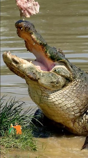 Alligator land speed, what is it used for? #shorts #alligator #wildlife #crocodile