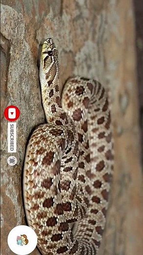 20 Snake Names in English | Types of Snakes for Kids | Learn Snake Names