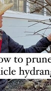 How To Prune A Limelight (Panicle) Hydrangea