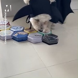 90K views · 5.2K reactions | This dog has been taught to use pre-programmed buttons with words and phrase to 'talk' to his owner! | Metro | Facebook