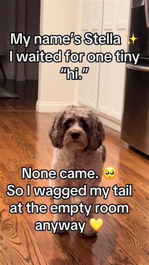 Cute Cockapoo Moments That Melt Your Heart