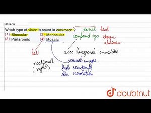 Which type of vision is found in cockroach ?