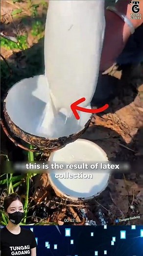 From Tree Sap to Everyday Products: The Journey of Natural Latex