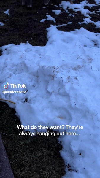 I’m so confused, they’re always tapping on the door and running off. #wild #deer #wildlife