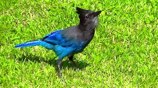 IECV NV #824 - 👀 Stellar's Jay Searching Around The Backyard For Bugs To Eat 🐦4-24-2019