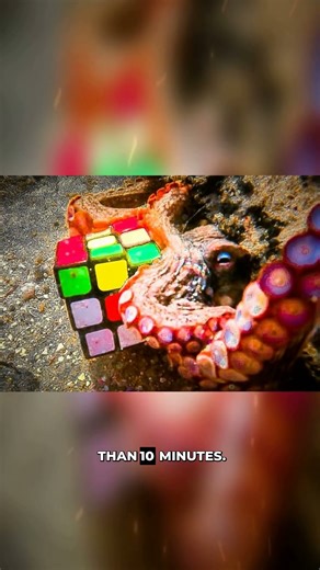 They Display Intelligence Through Artistic Behavior II Octopus Problem Solving