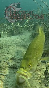 24K views · 303 reactions | Wacky rigging your dropshot worm can be really effective! This twist on dropshotting has caught a lot of giant bass for us through the years, and it flies largely under the radar of most anglers. Have you wacky rigged a dropshot lately? If so, what's your favorite worm? This fish fell for the Duo Realis Wriggle Crawler in the Watermelon Red Color. | Tacticalbassin | Facebook